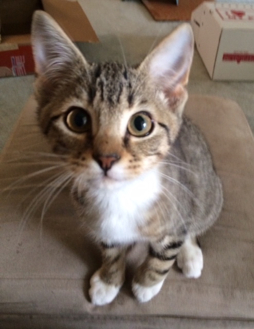 The Halloween Cats – hankrules2011