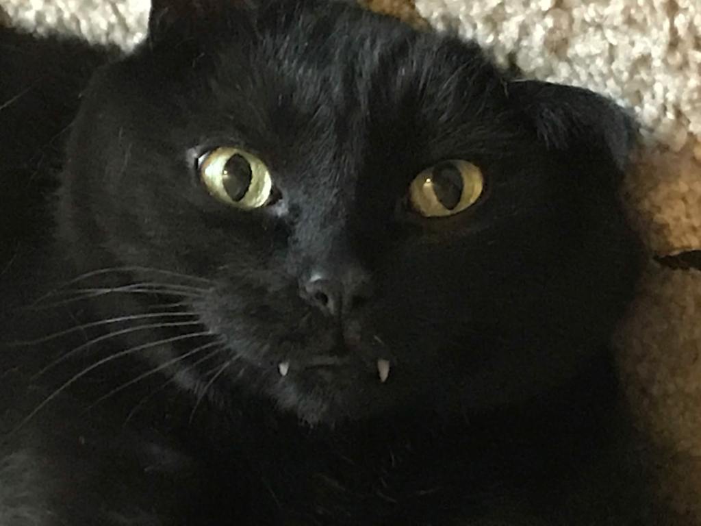 The Halloween Cats – hankrules2011