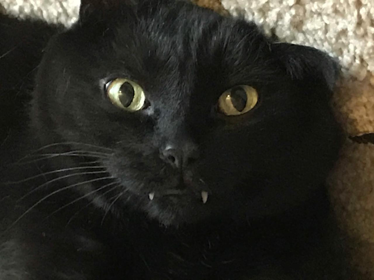 The Halloween Cats – hankrules2011